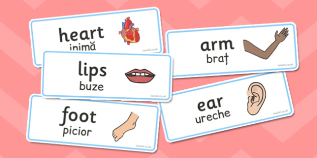 Parts of the Body Topic Words Romanian Translation - romanian
