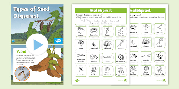 Types Of Plant Seed Dispersal