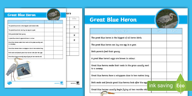 Great Blue Heron True or False Activity (teacher made)