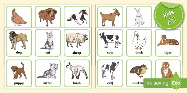 Matching Cards Printables | twinkl.com.au