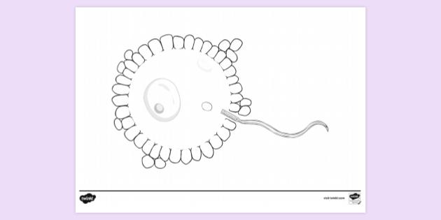 FREE! - Fertilisation Colouring Sheet (teacher made)