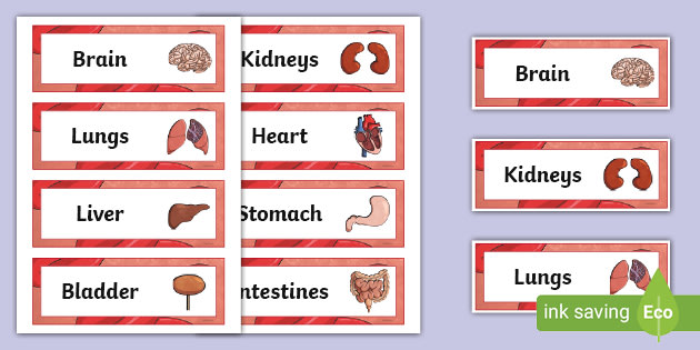 KS2 Organ Word Cards