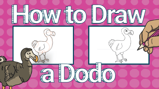How to Draw a Dodo | Twinkl Kid's TV (teacher made)