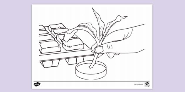 FREE! - Take a Cutting Step Three Colouring Sheet | Colouring Sheets