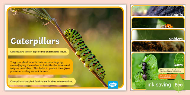 Minibeasts habitats | Information posters | Easy to print
