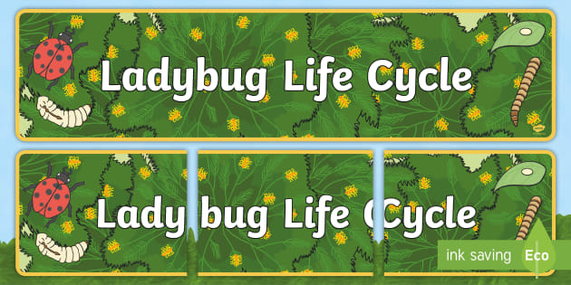 Ladybug Life Cycle Banner