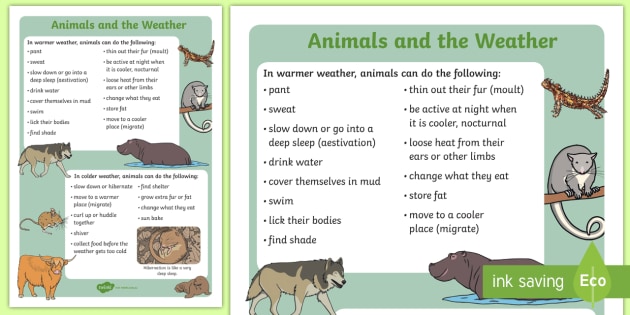 Animals and the Weather Display Poster (teacher made)