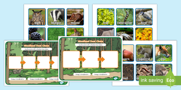Forest Food Chain Examples For Kids