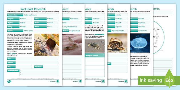 Rock Pool Activity Sheets
