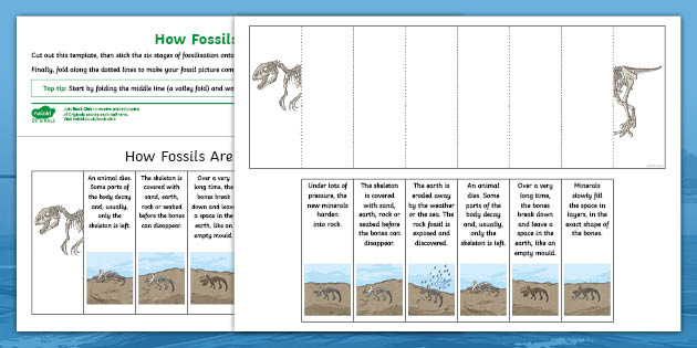 Ordering the Stages of Fossilisation Activity | Twinkl