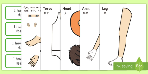 Body Part Counting Cut Out Activity English/Mandarin Chinese - Body Part