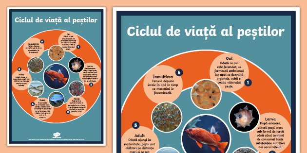 Ciclul de viață al peștilor – Planșe cu diferite dimensiuni