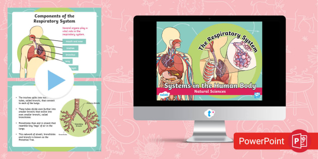 Systems in the Human Body: Respiratory System PowerPoint