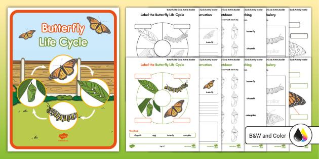 Butterfly Life Cycle Activity Booklet (teacher made)