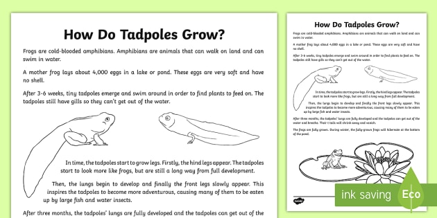 How Do Tadpoles Grow? Explanation Writing Sample-Australia