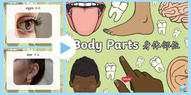 Parts of the body PowerPoint English/Mandarin-Chinese