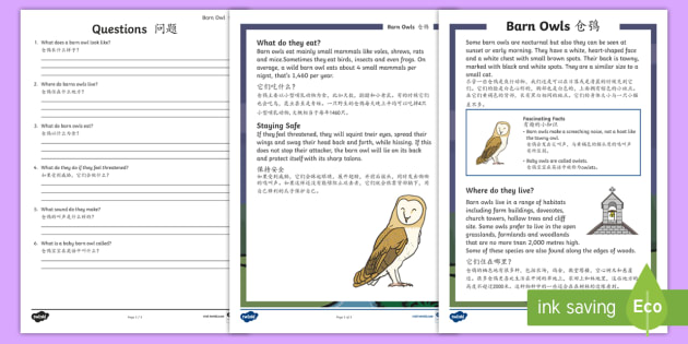 Barn Owls Differentiated Reading Comprehension Activity English/Mandarin