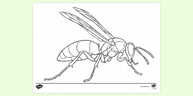 FREE! - Wasp Colouring Page (teacher made)
