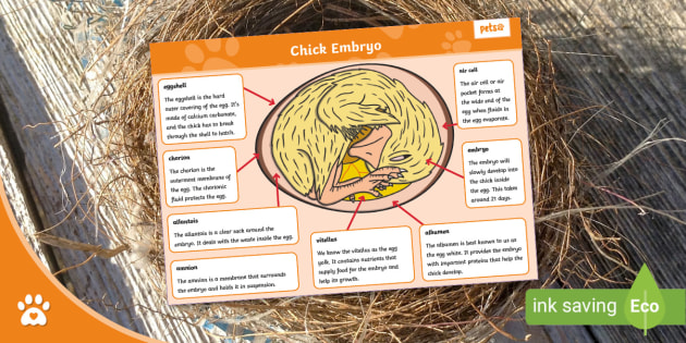 Chick Embryo with Labels - Display Poster - Twinkl Pets