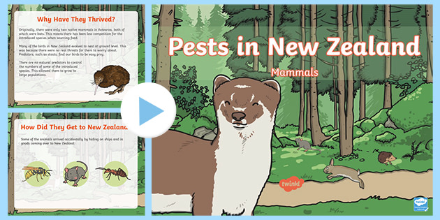Pests in New Zealand- Mammals PowerPoint (teacher made)
