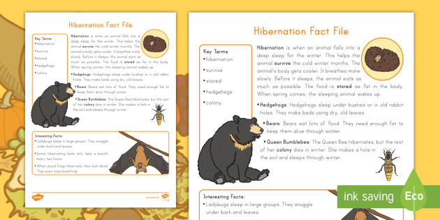 Second Grade Hibernation Fact File (Teacher-Made)