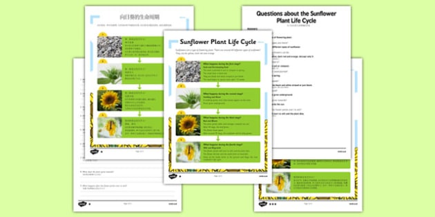 Sunflower Plant Life Cycle Differentiated Reading Comprehension Mandarin