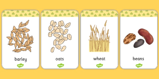 Harvest Grains Flash Cards - harvest, flash cards, grains, autumn