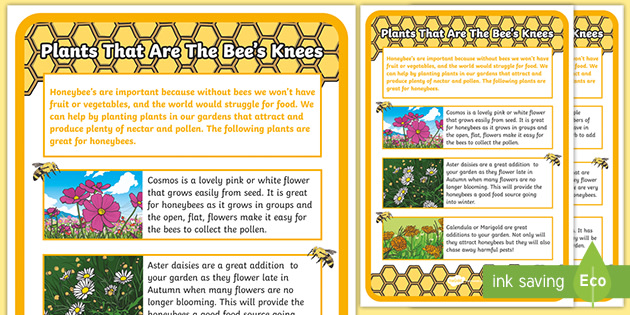 Plants That Are the Bee's Knees (teacher made)