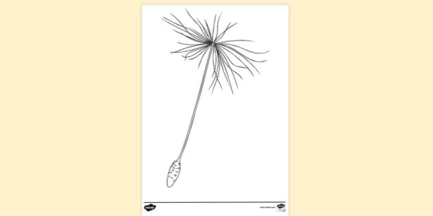 FREE! - Dandelion Seed Colouring | Colouring Sheets