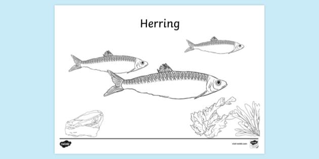 FREE! - Herring Colouring Sheet | Colouring Sheets