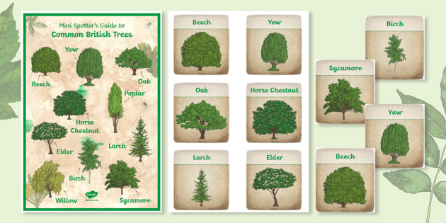 Evergreen Tree Identification Guide