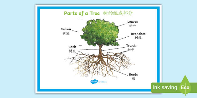 Parts of a Tree Poster- English/Mandarin Chinese
