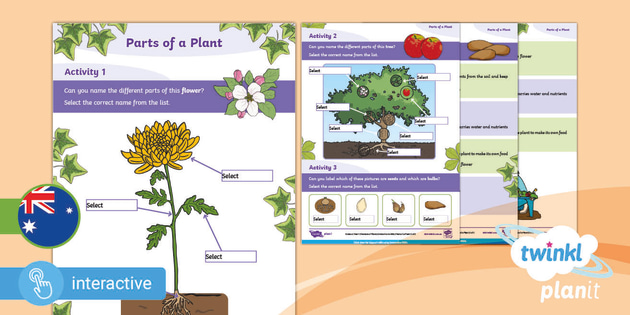 Year 1 Science Features of Plants Interactive Activity 2