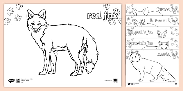 grey fox coloring page