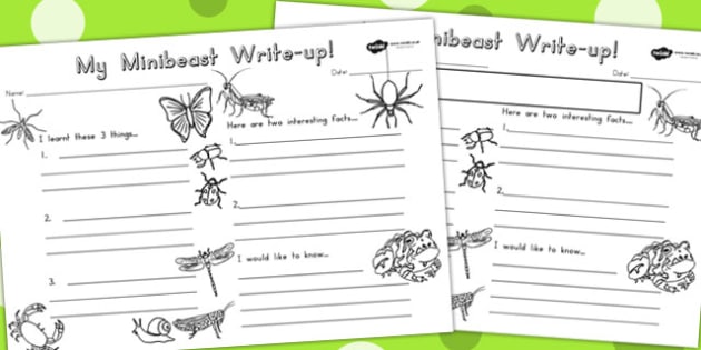 Minibeasts Write Up Worksheet