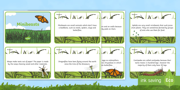 Amazing Minibeast Display Fact Cards (teacher made)