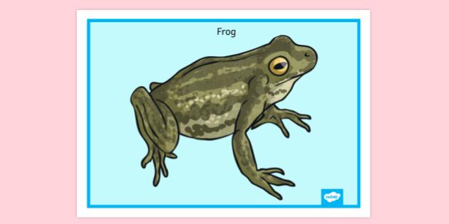 FREE! - Printable Frog Display Poster | Primary Resources
