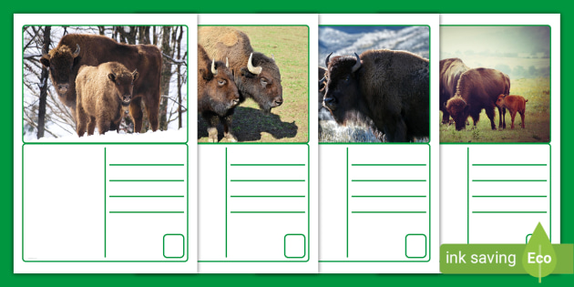 FREE! - Bison Postcards (teacher made)