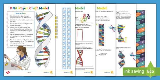 Dna Model Structure