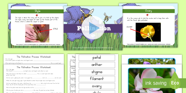 Life Cycles Flower Pollination Task Setter PowerPoint - CfE, Second, living