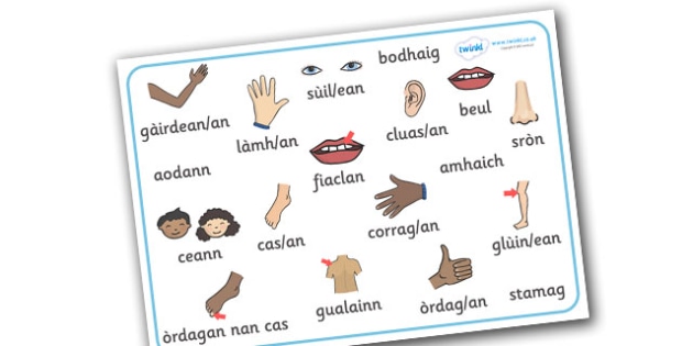 Scottish Gaelic My Body Word Mat (teacher made)