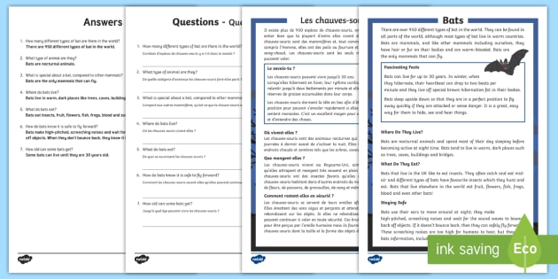 Bats Differentiated Reading Comprehension Activity English/French - Bats