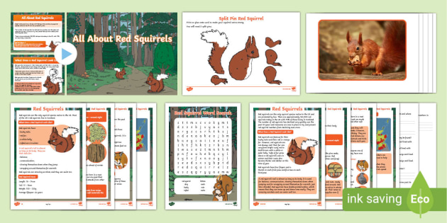 Red Squirrel Appreciation Day First Level Resource Pack