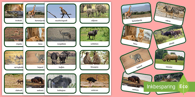 Diere van Suid-Afrika Kaartjies (teacher made)