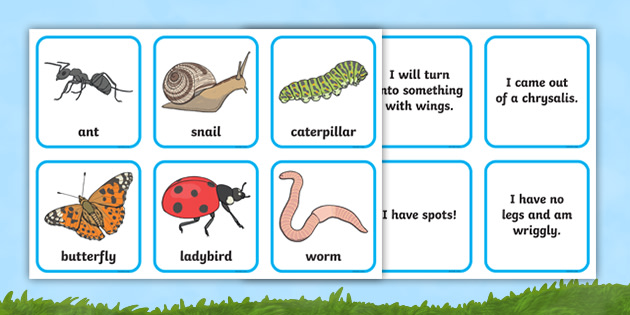 Minibeast Description Cards Matching Activity (teacher made)