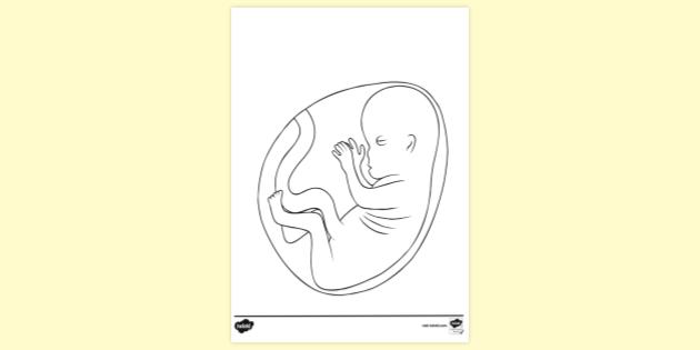 FREE! - Gestation Colouring Sheet (teacher made)