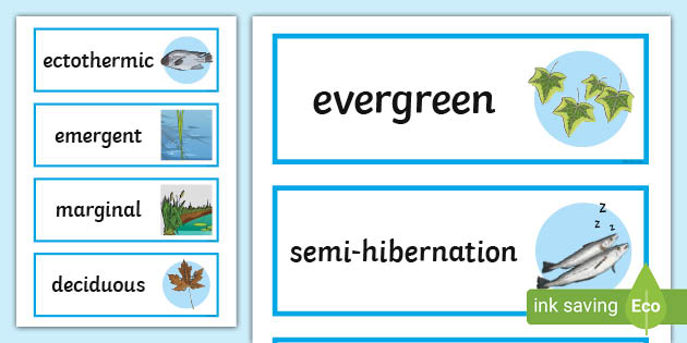 Winter Pond Word Cards - Water Habitat - Science Resources