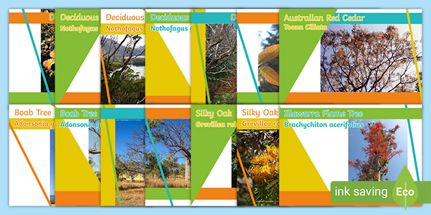 Deciduous Trees in Australia Display Photos (teacher made)