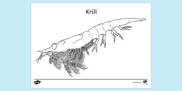 Krill Colouring Sheet | Colouring Sheets