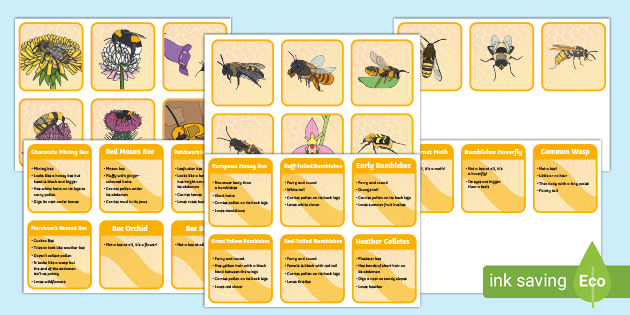 Identify Different Types of Bees | Matching Cards Game | CfE